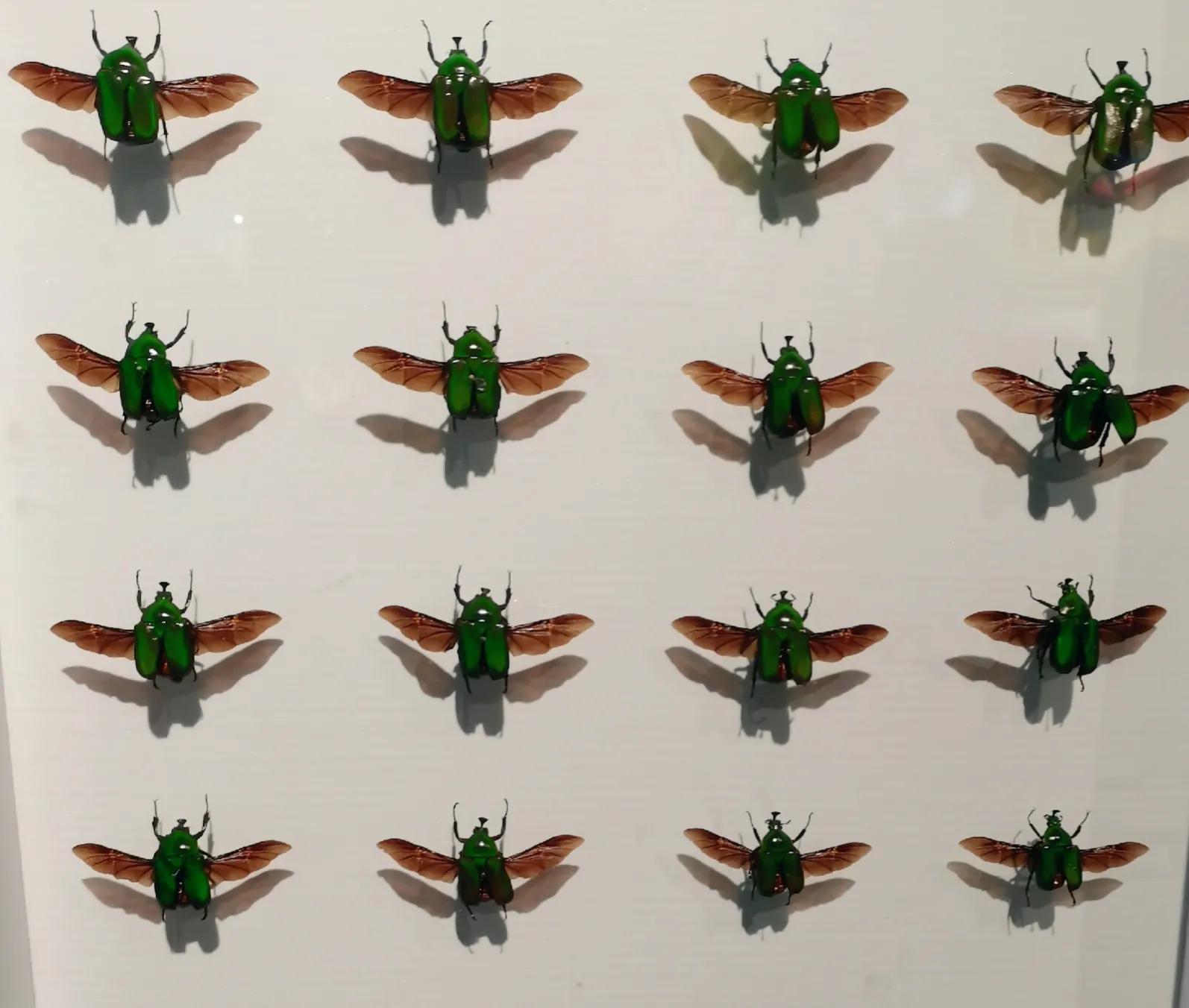 "Insects" themed exhibition in Inner Mongolia Museum of Natural History ...