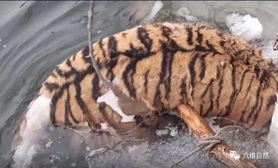 Who cut off the tiger's head?A headless tiger carcass floated in the ...