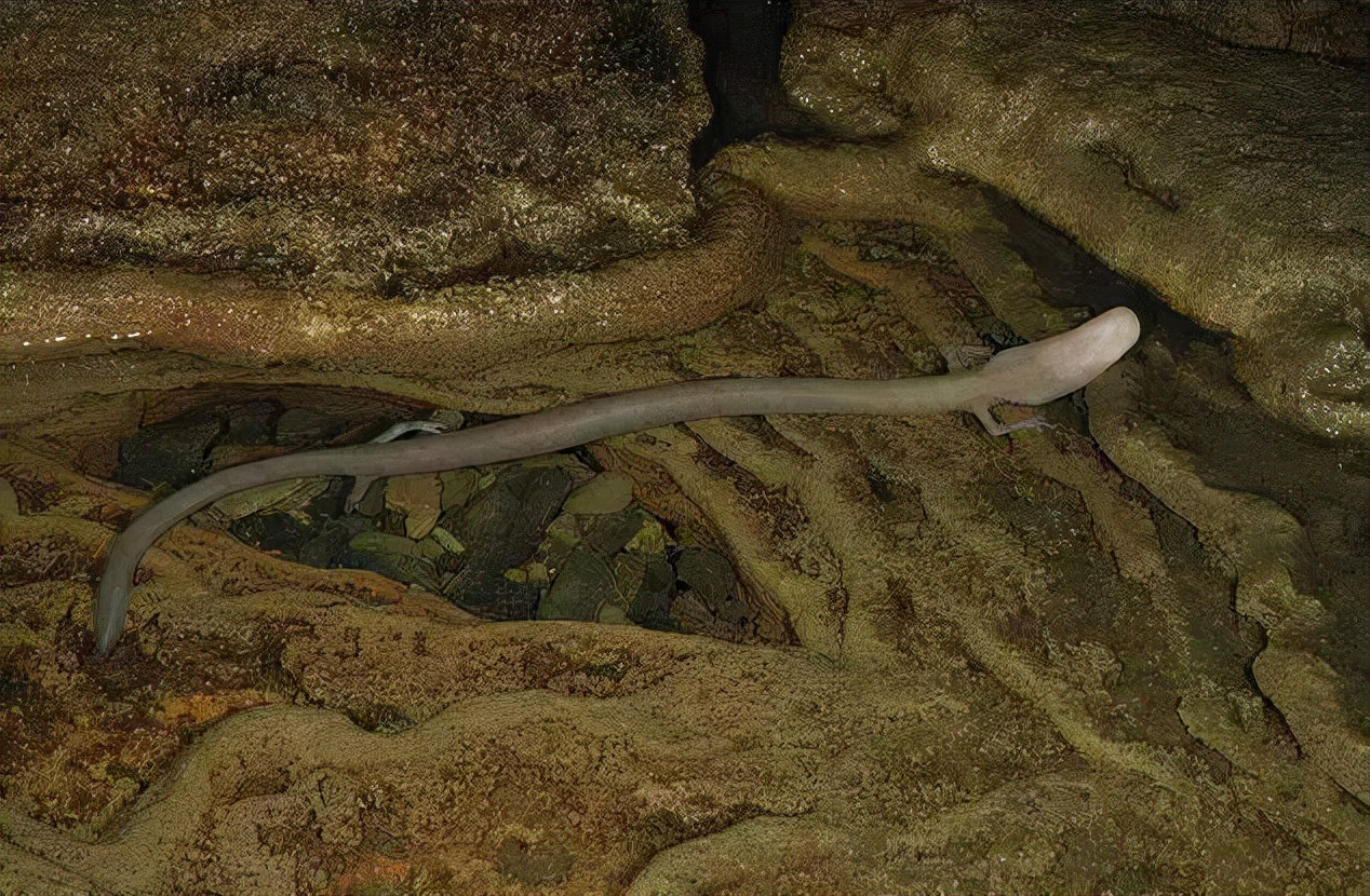 Mating only once in 12 years, most of the time is still, they are ...