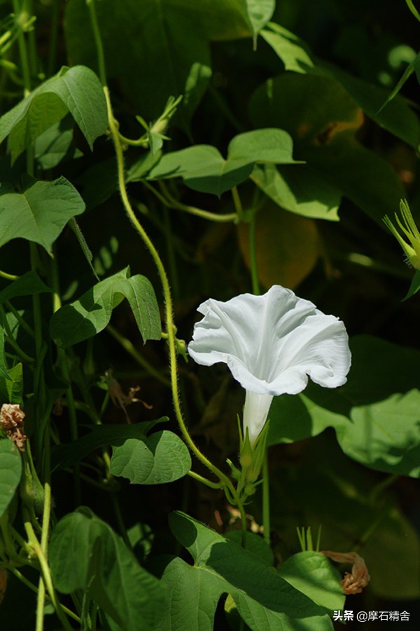 Idle Flower Arrangement - iNEWS