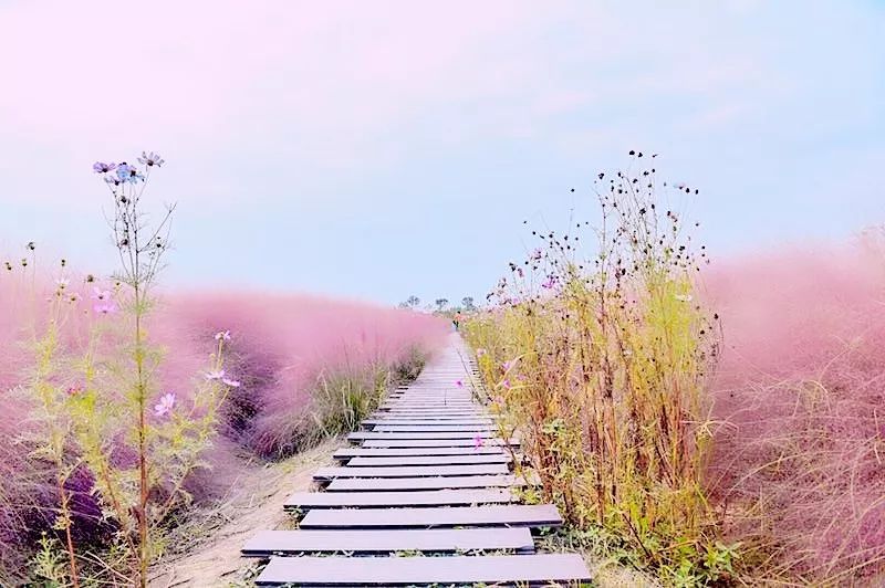 Longcheng fandai chaos grass, Qi meets Qingguo Alley - iNEWS