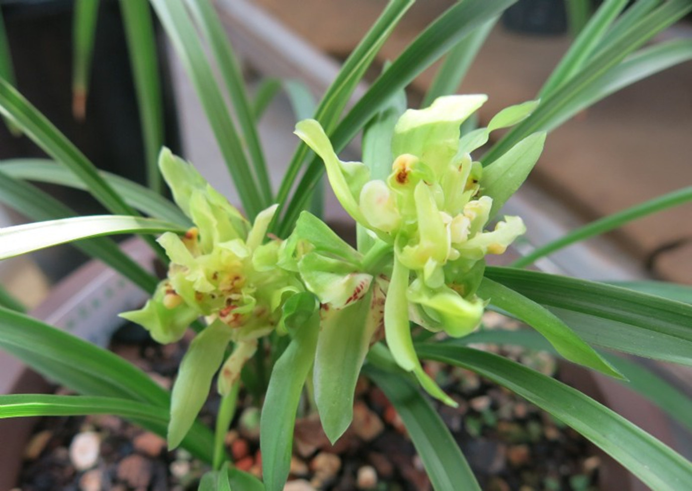 This "Lazy Orchid", you don't need to worry about it, it has a unique ...