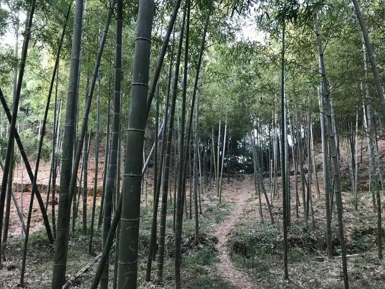 Daochang Mountain in Huzhou City, Xiagan City - iNEWS