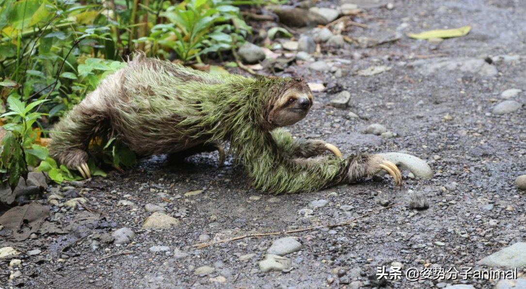 Sloth's courtship and mating, strange knowledge increased - iNEWS