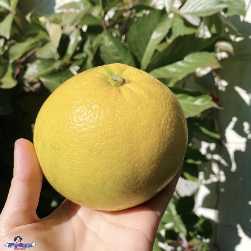 This golden grapefruit from Taiwan, almost 99% of people have never ...