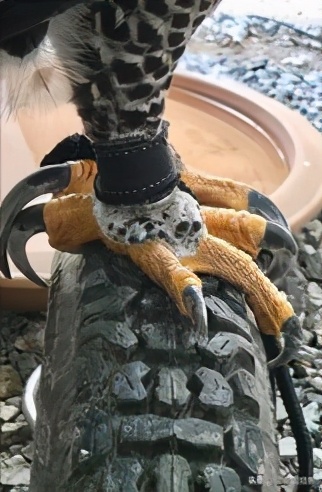 Africa's most ferocious raptor, with finger-length claws that easily ...