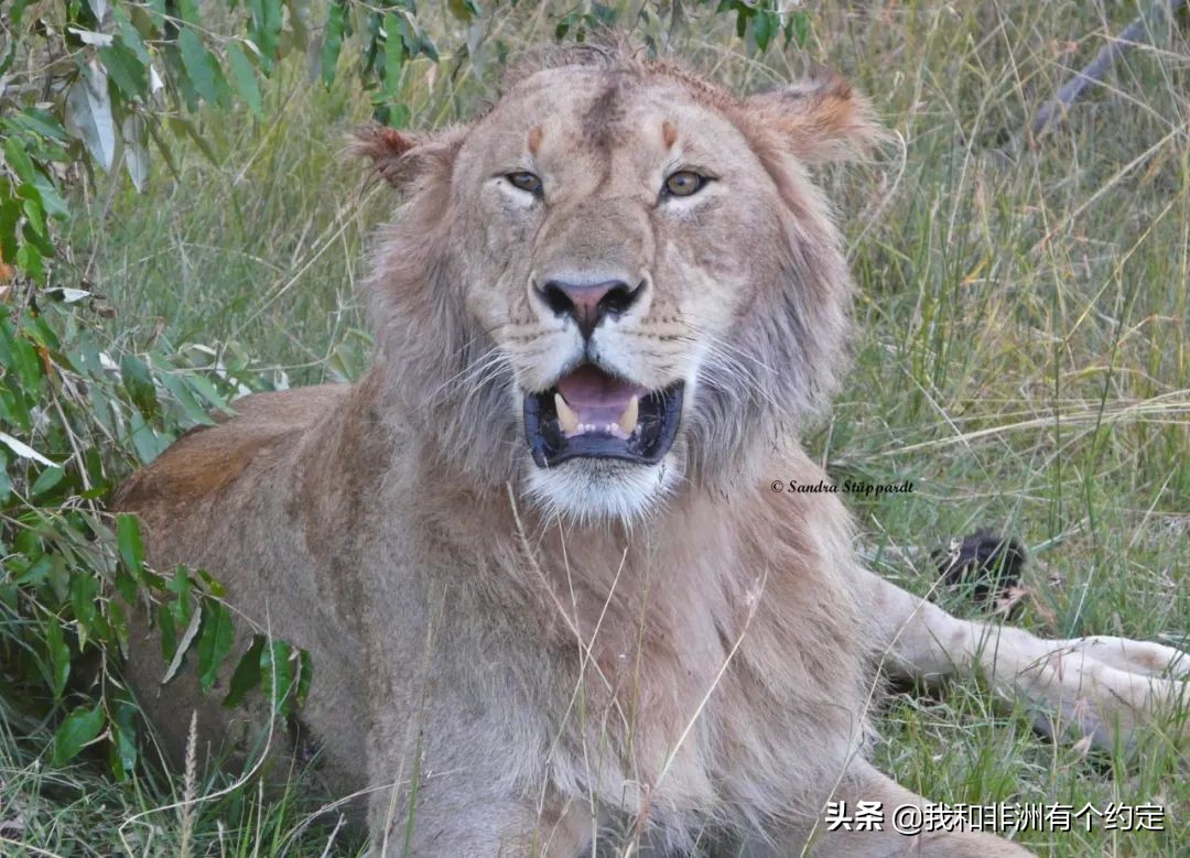 How "Scar" became the greatest lion in the Masai Mara - iNEWS