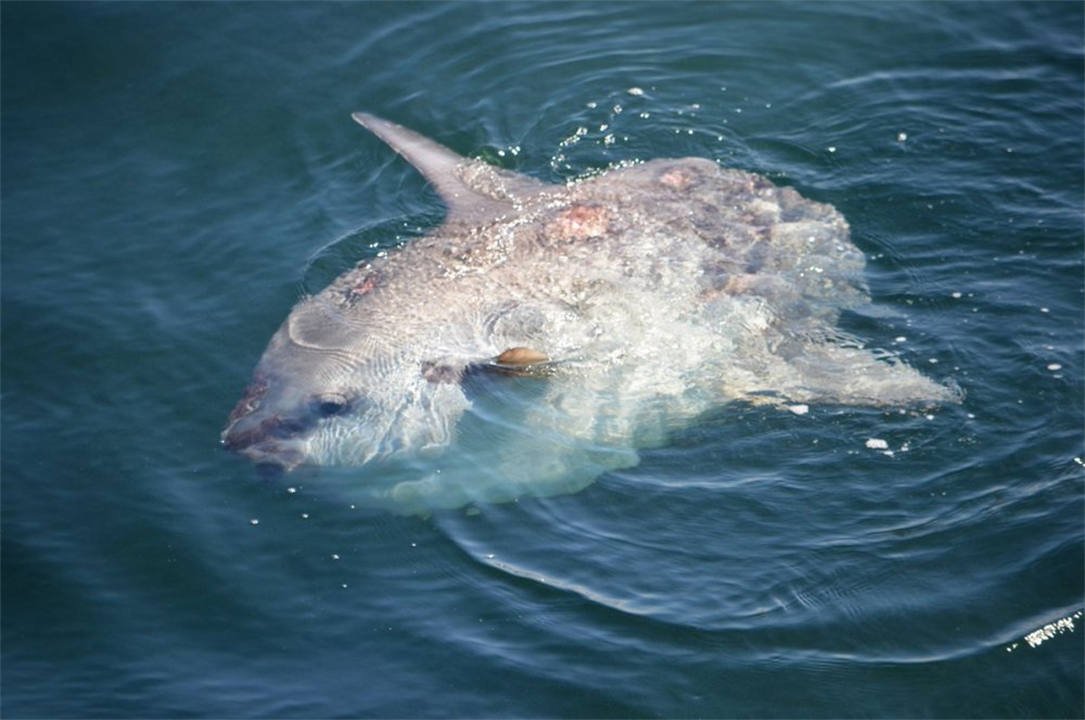 Why is the sunfish that won't escape even if it is bitten? - iNEWS