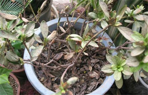 What should I do if the leaves of azaleas are "rusty"?Three steps of ...