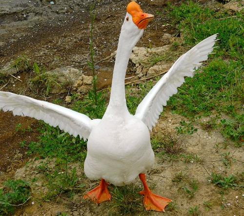 Goose is afraid of snakes or snake is afraid of geese? Why are snakes ...