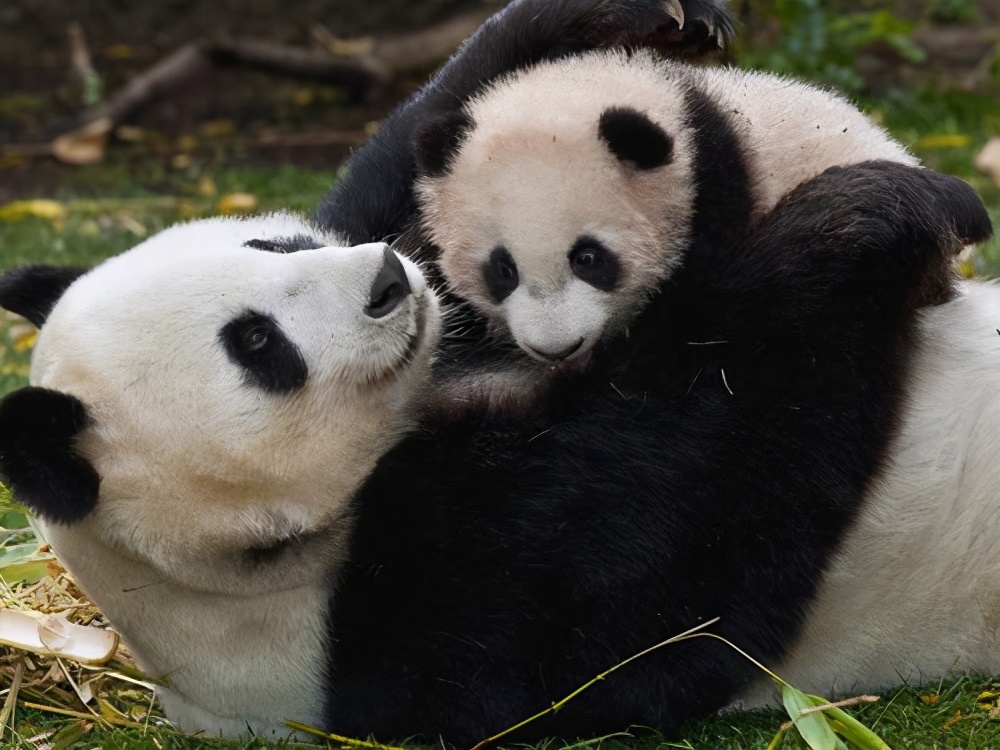 The mating and reproduction of giant pandas increases the strange ...