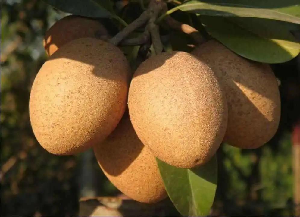 "The First of Fruits and Vegetables"-Ren Xin Guo - iNEWS