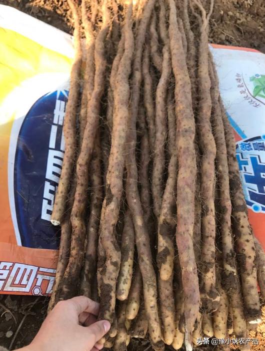 I want to feed my family, but do you know what yam you are buying?Is it ...