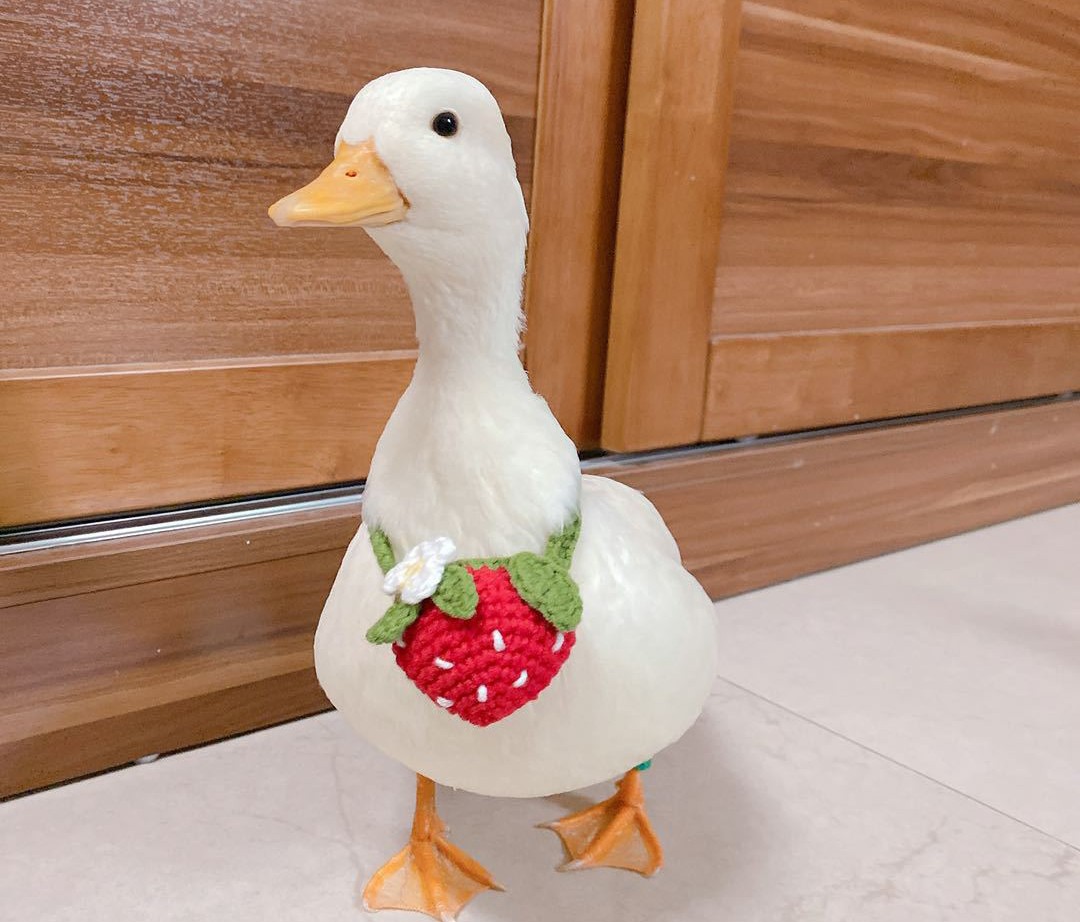 The mellow and cute Keer Duck has become a new favorite of the Internet ...