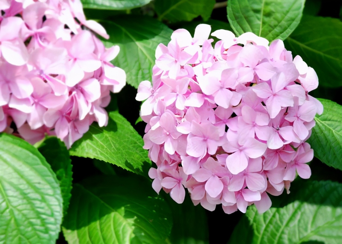 Is the summer hydrangea sunburned?3 tips to "rejuvenate", plant leaves ...