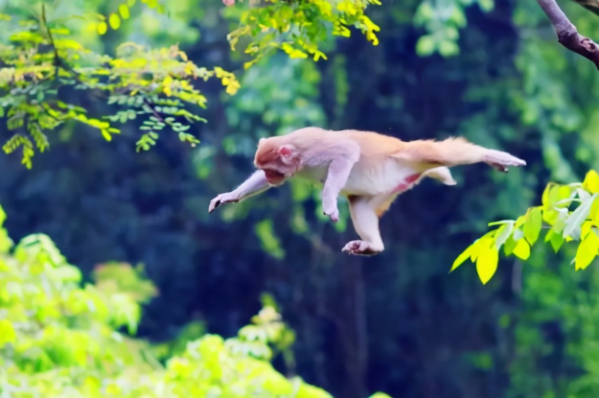 Longhu Mountain in Jiangxi, what is worse than Longhu Mountain in ...