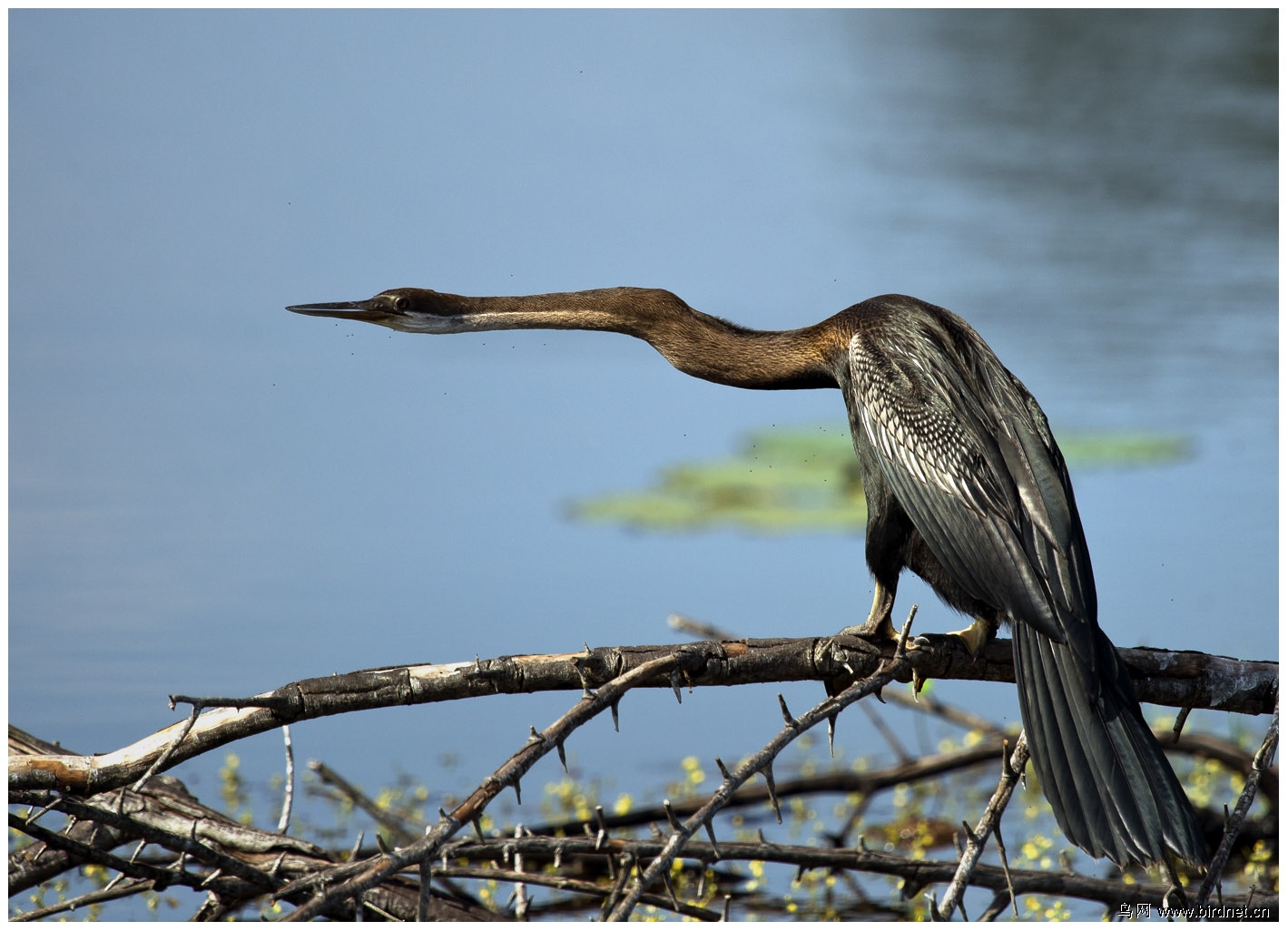 Disappeared for 90 years!What are the characteristics of the "snake ...
