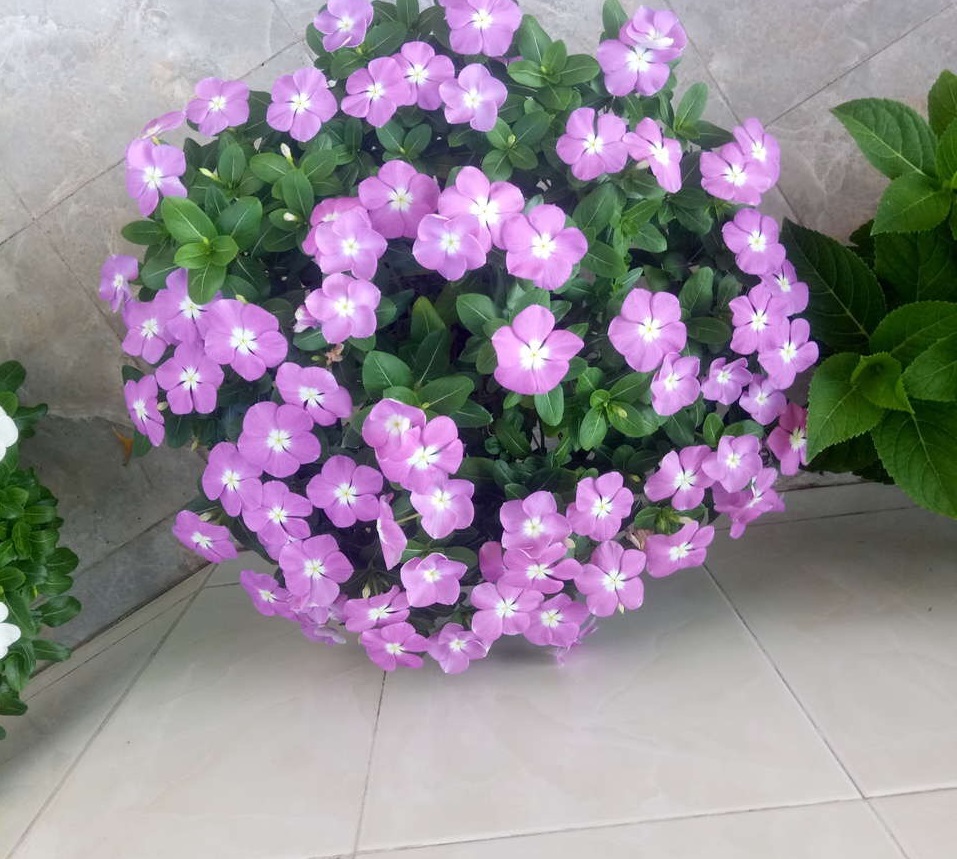 4 kinds of flowers "open all year round and have fragrance", one pot at ...