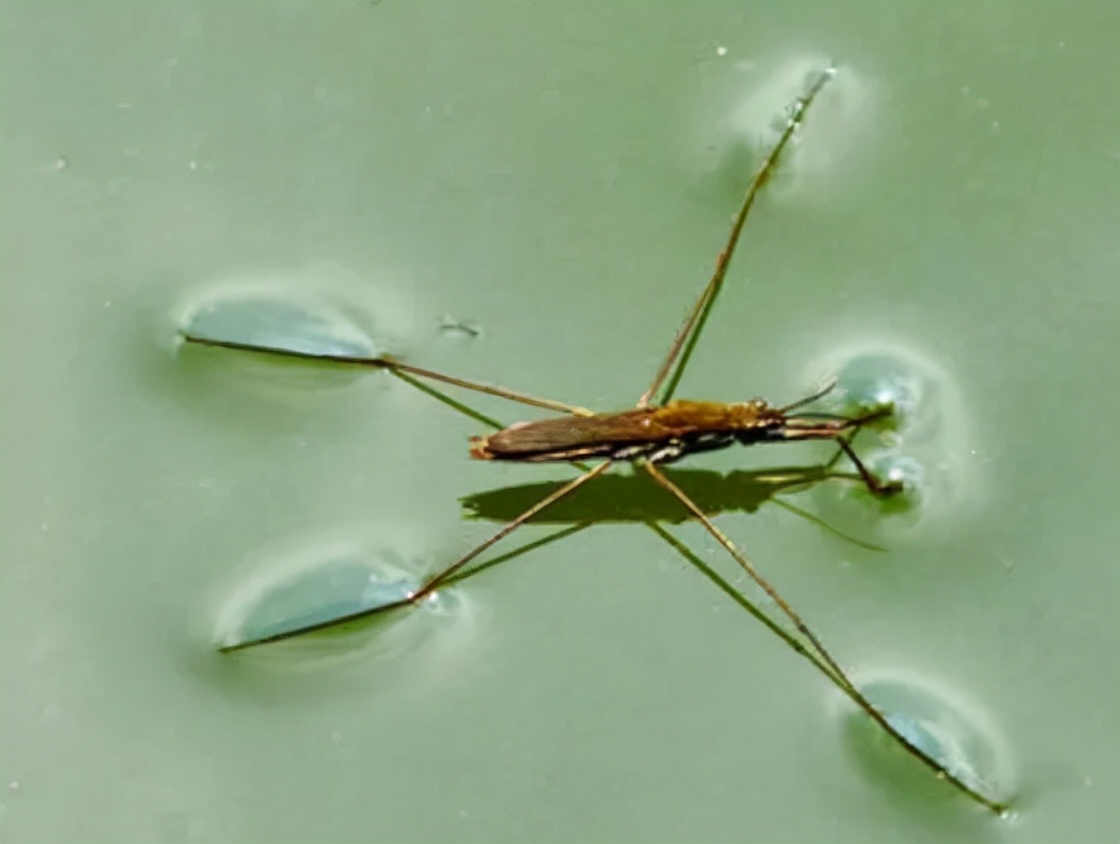 What exactly is this kind of bug that "floats on the water"?Is it a ...