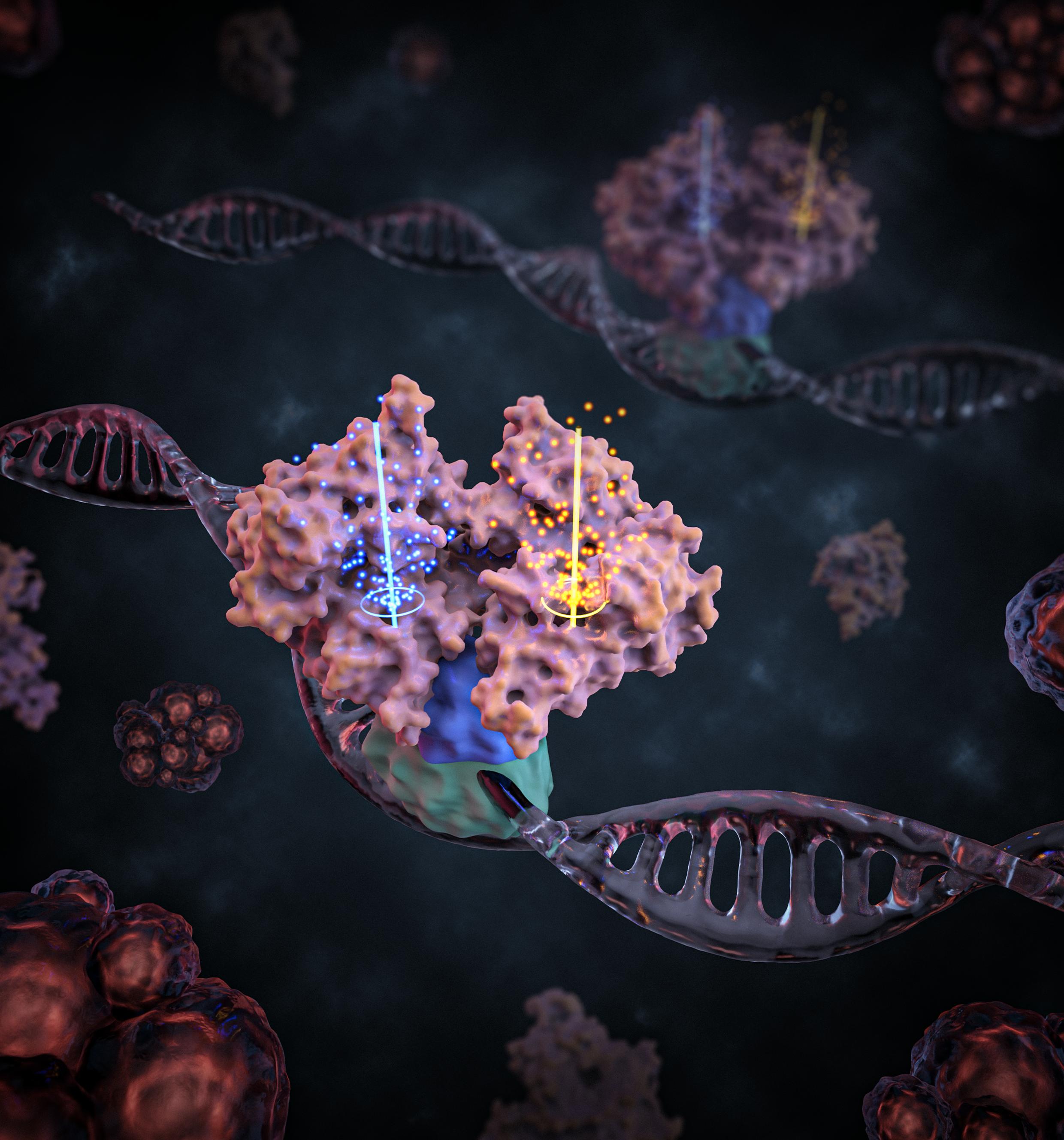 Dual-mechanism estrogen receptor inhibitors provide new strategies for ...