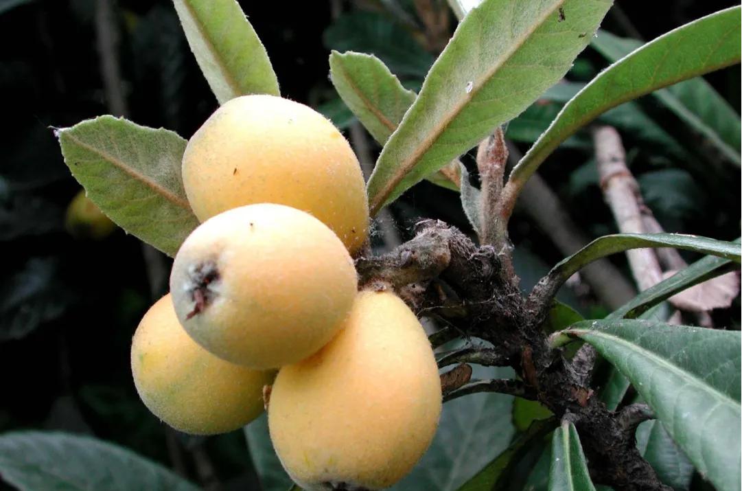 Loquat: a tree with golden fruit to moisturize the lungs - iNEWS