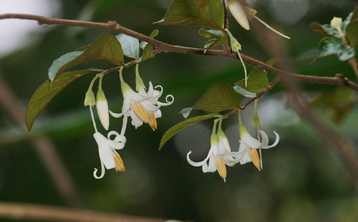White flower dragon Styrax faberi, fragrant benzoin Styrax ...