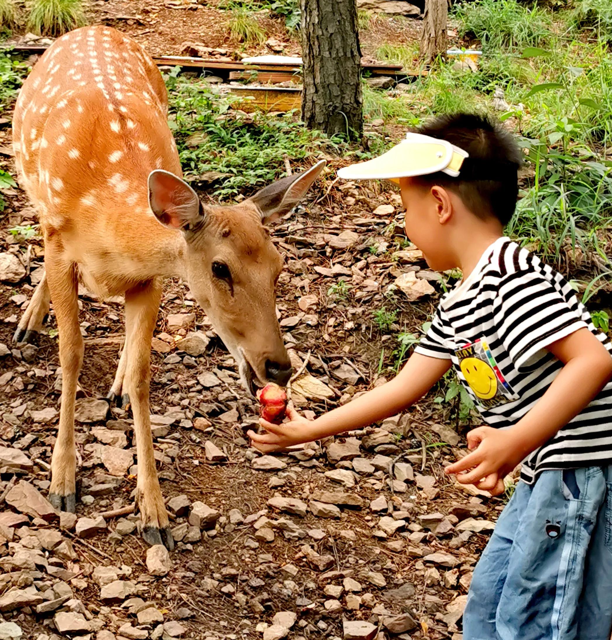 Damei Lotus Mountain - iNEWS