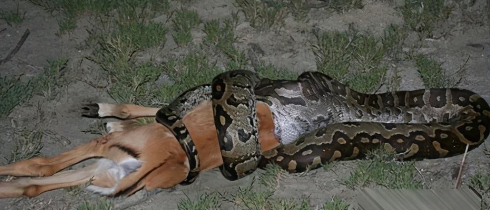 A snake with a mouth that can be 6 times larger than the head and comes ...