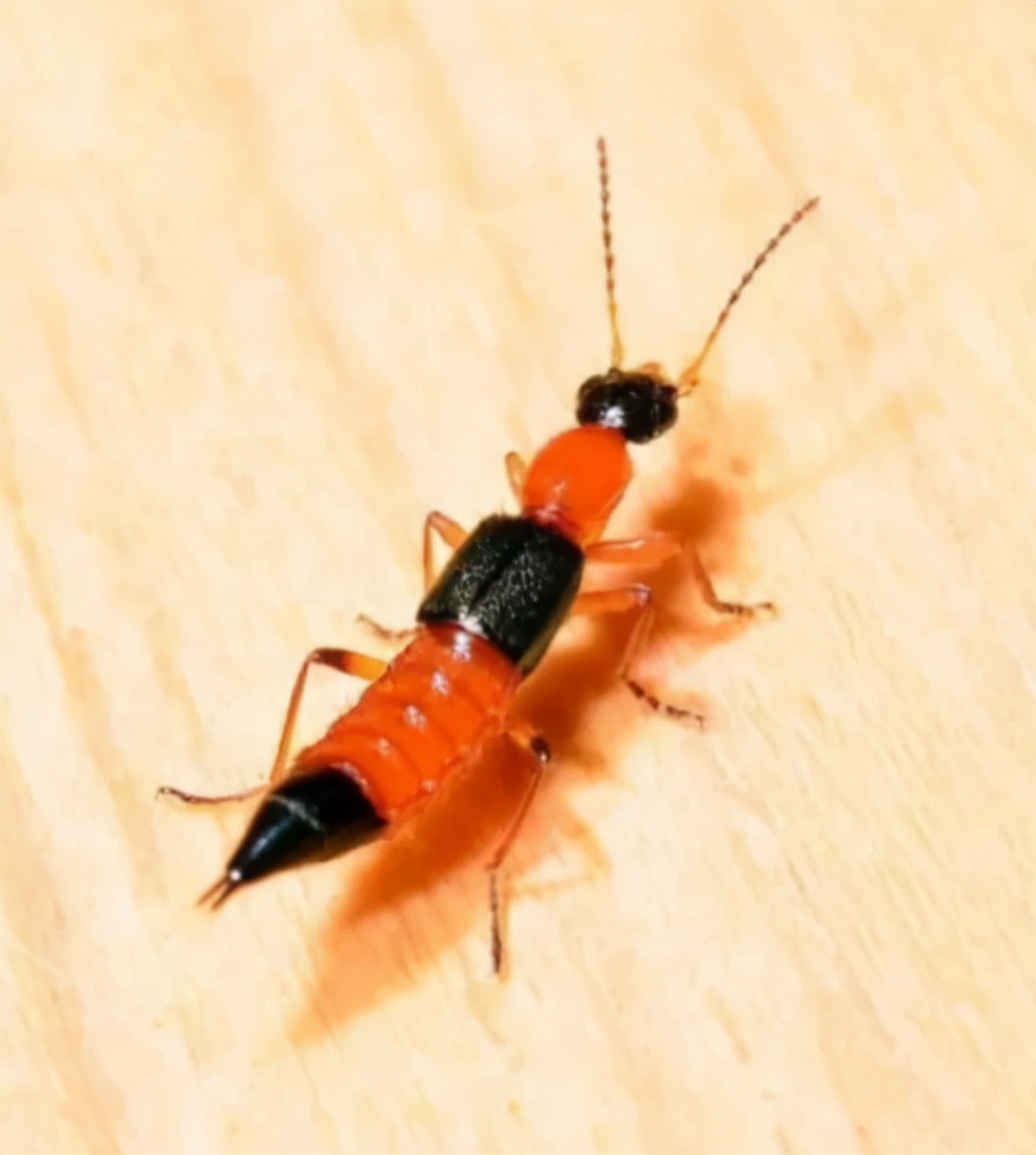 In September, these kinds of bugs may be breeding wildly around you ...