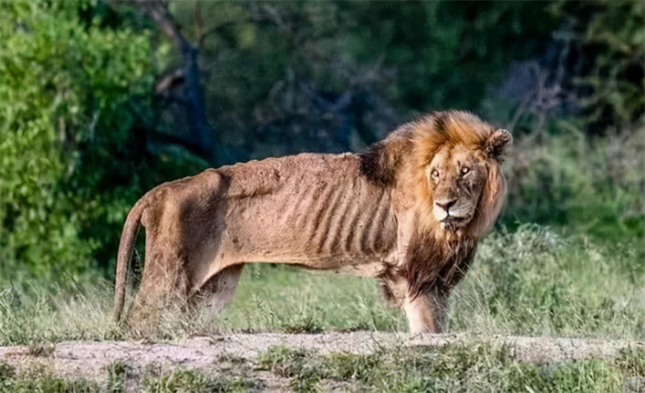 Why are there only starving lions but not starving tigers? What's the ...