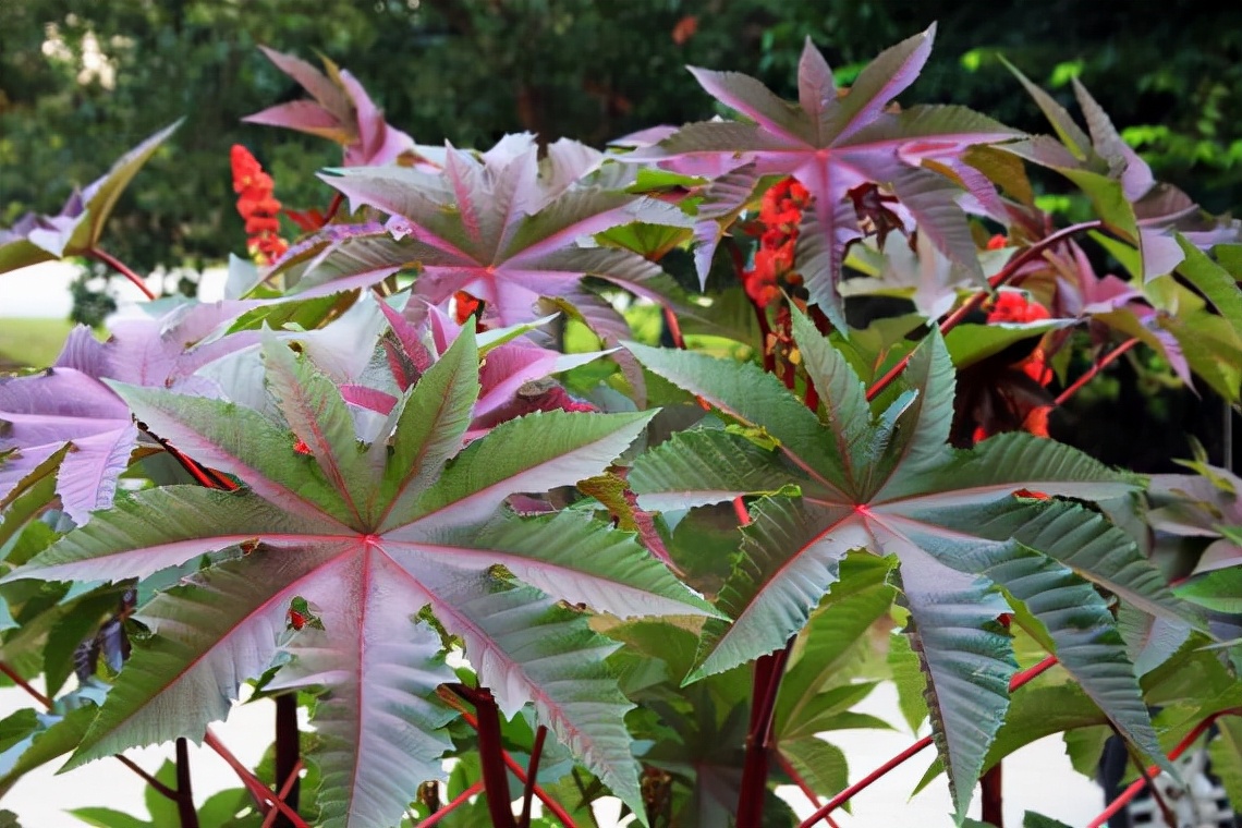 Why is the common "castor" in rural China listed as a strategic ...