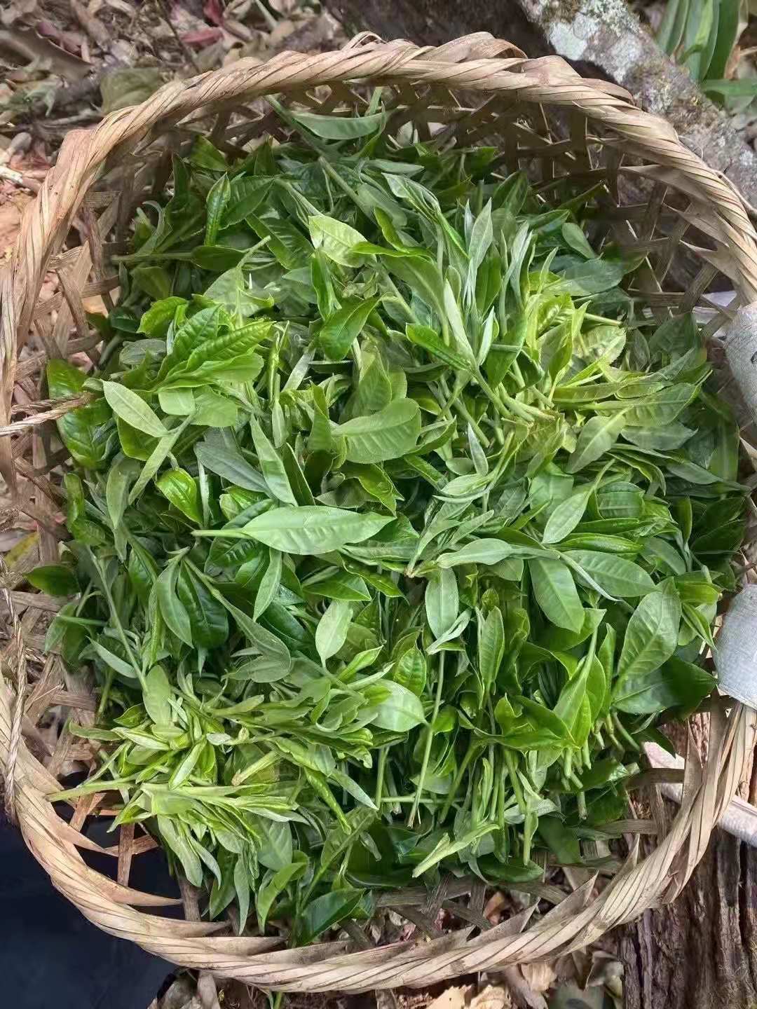 Explore the high mountain green tea in the depths of the Yunnan-Guizhou ...