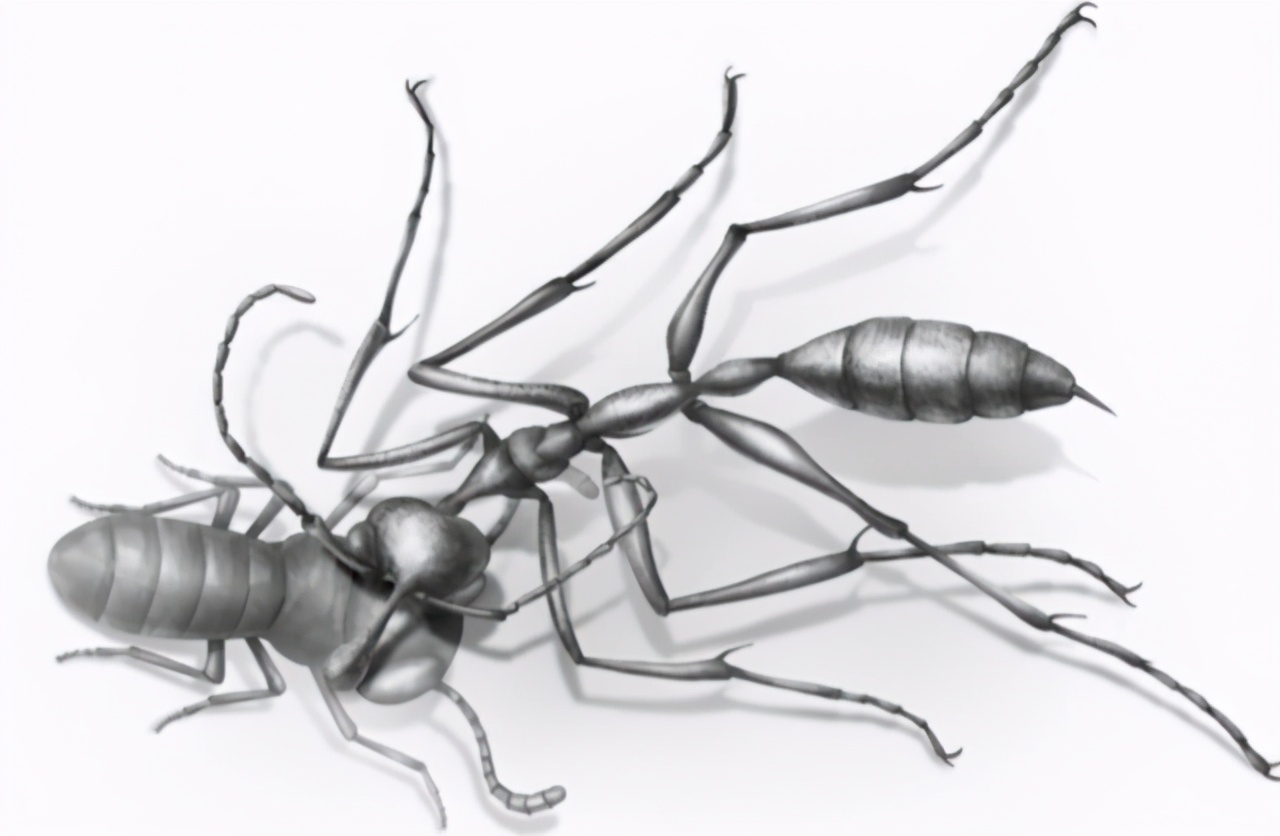 Scientists discovered that "prehistoric ants" have been trapped for 99 ...
