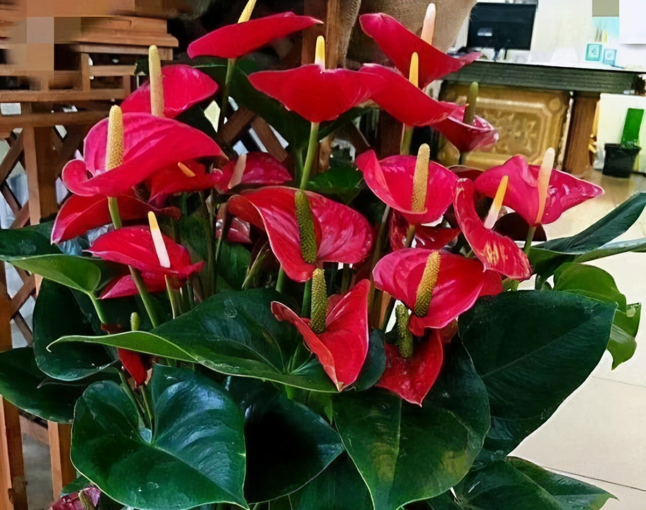 Indoor pots "Four Seasons Flowers", with huge amount of flowers ...