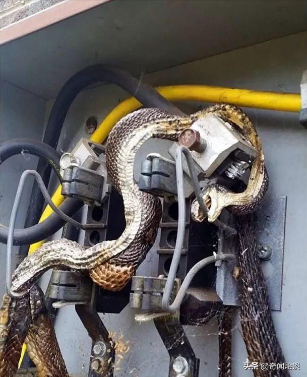 The moment when cruel animals prey and fight, the ruthless "beastness ...