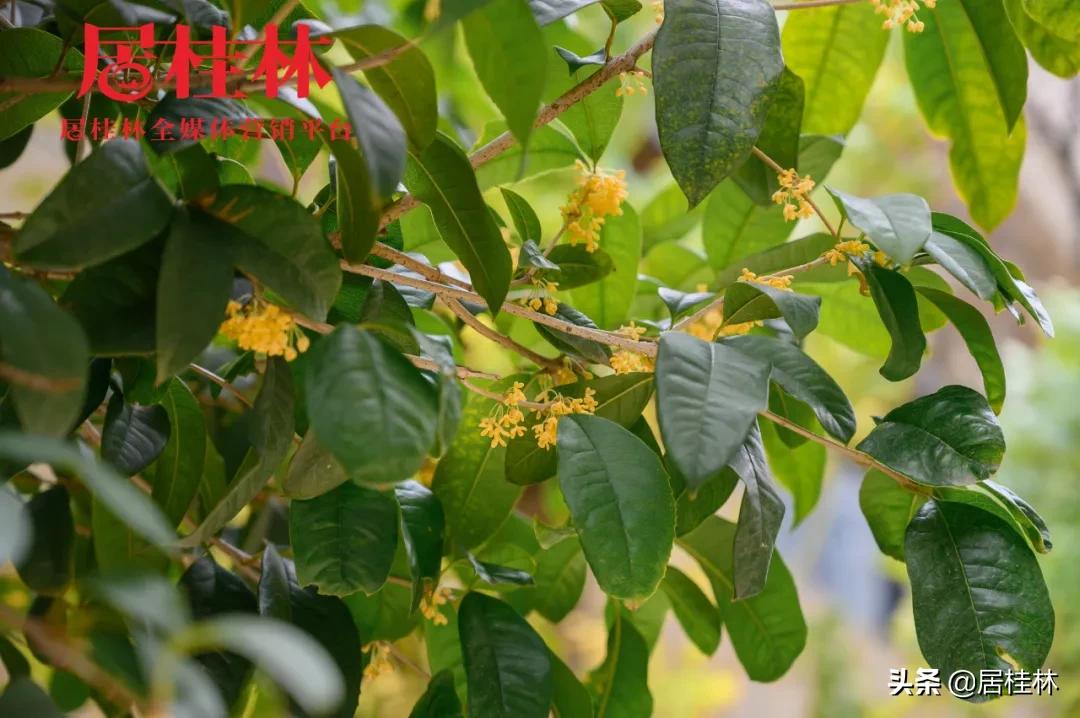 In Guilin, osmanthus flowers bloom in the whole city, which district is ...