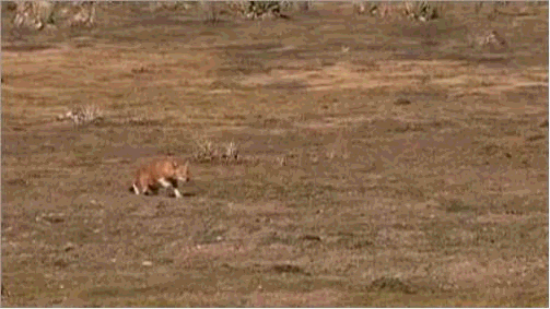 The wolf in fox skin is also the most endangered wolf species in the ...