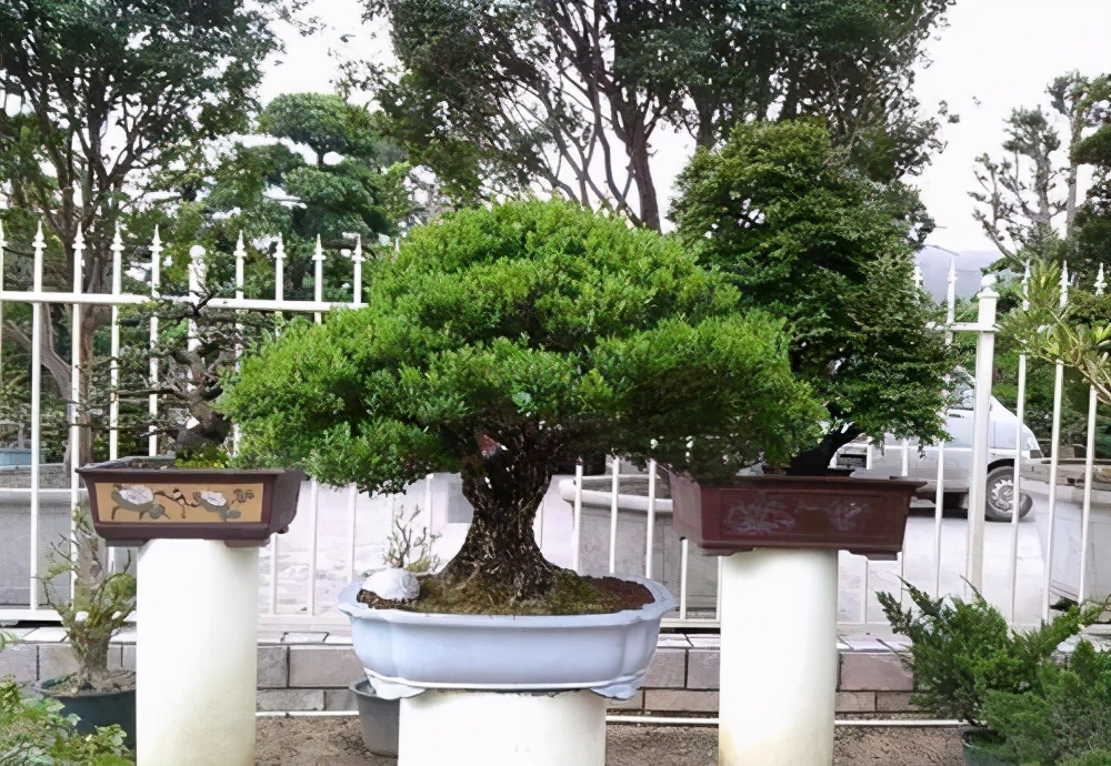 The second type of protected plant Luo Hanong, the price is high, and a ...