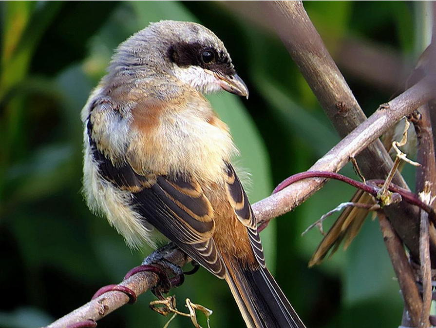 Shrike: It looks so cute, but because it likes skewers, it is called a ...