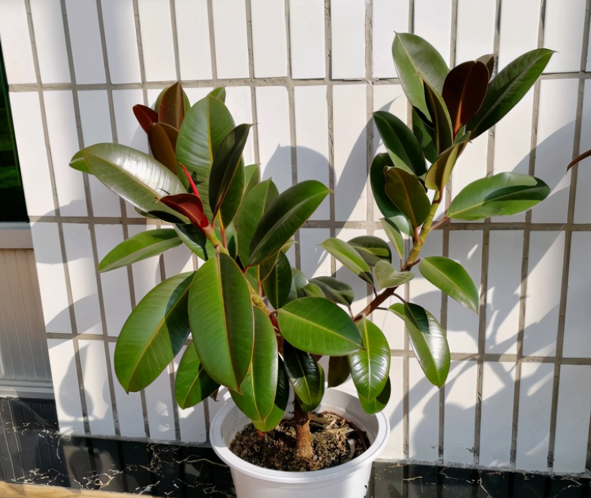 The rubber branches raised by others thrive like big trees because you ...