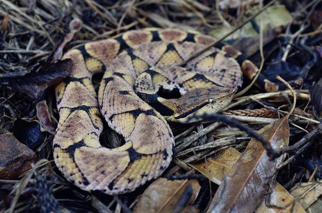 The most feared snake in Asia, the five-step snake, is it really ...