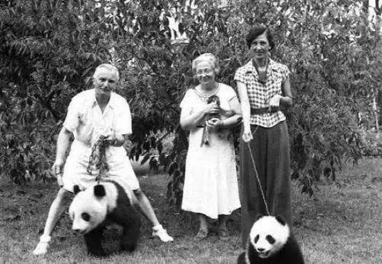 Kill the pandas, they are serious - iNEWS