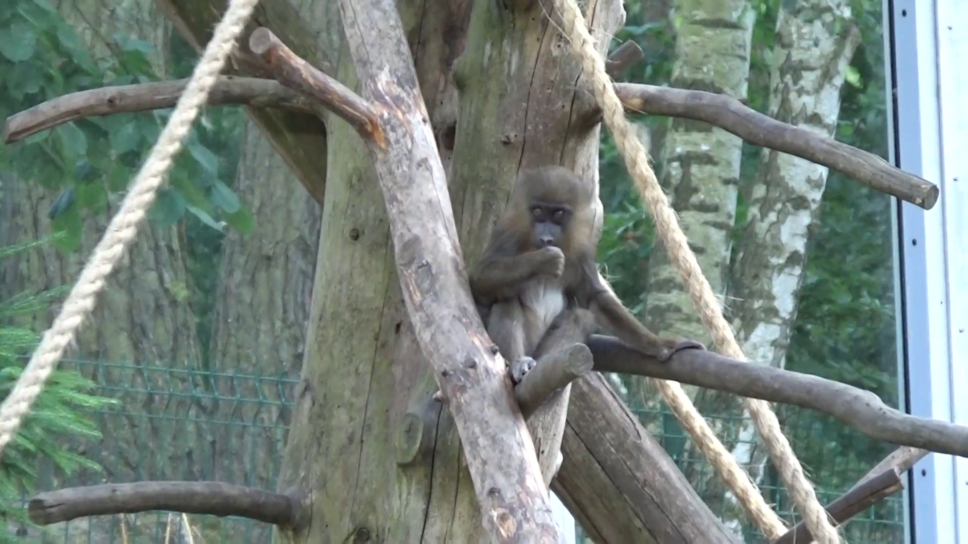 Animals more terrifying than jackals-Mandrill: the largest and most ...