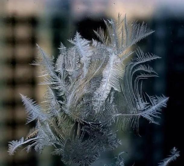 Ice window flower, it's back - iNEWS