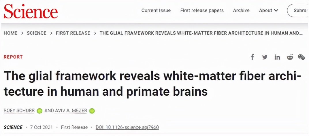 Science: New method reveals details of neural connections in brain ...