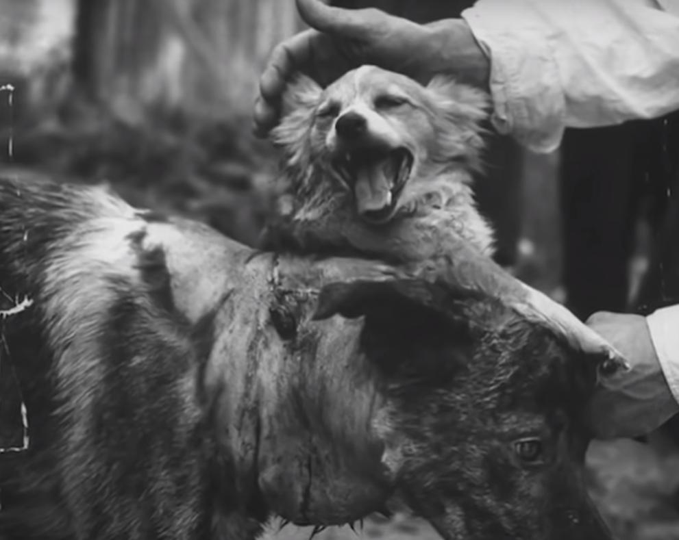 Vladimir's "dog head experiment", is this kind of experimentation with ...
