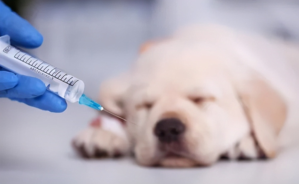 In the rainy season, dog interdigital inflammation frequently occurs ...