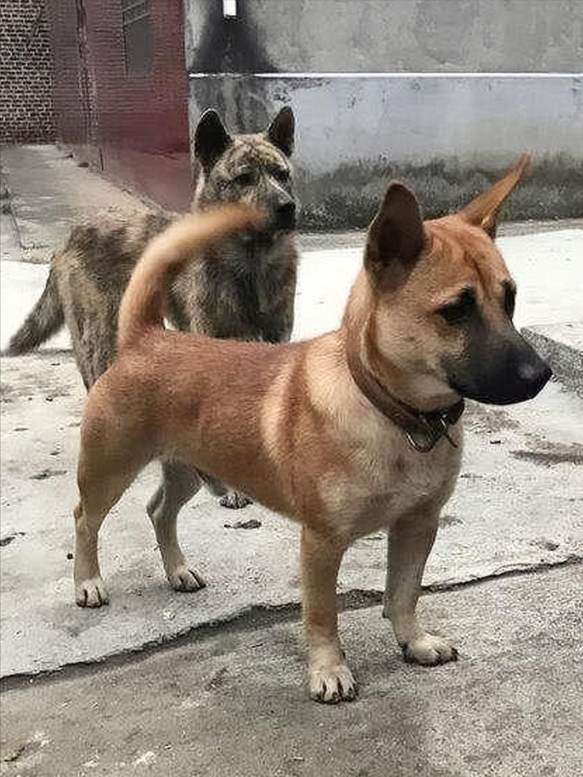 The Chinese native dog beats the Japanese army dog!As an "anti-Japanese ...