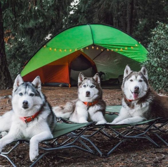 Russian famous dog Siberian Husky, various interesting facts about Erha ...