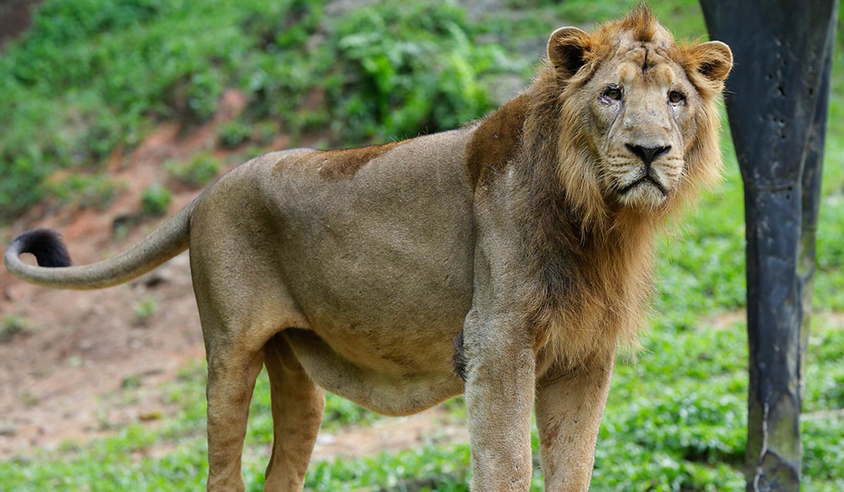 What are the distinct characteristics of different lion species? There ...
